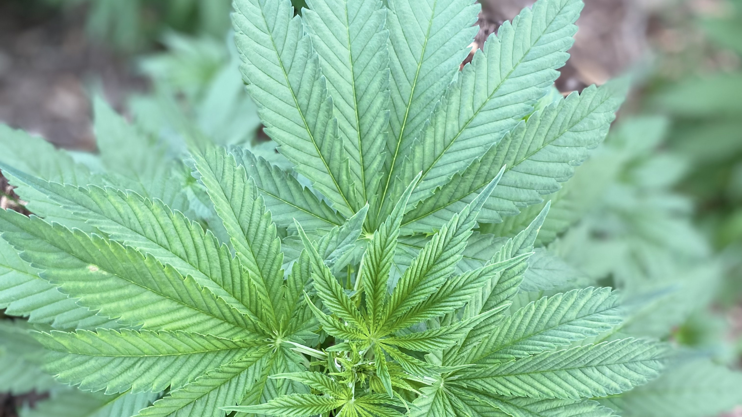 Zimovane bon marché — pharmacie en ligne